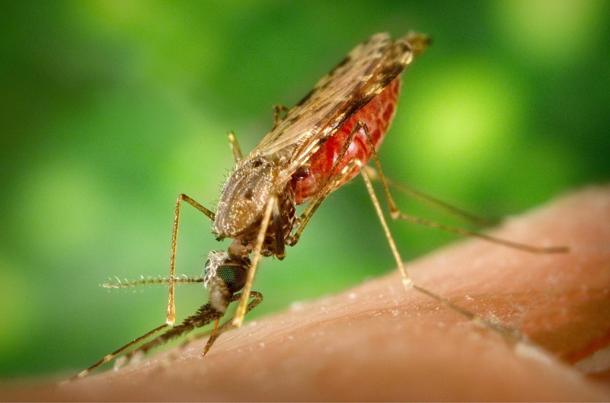 Zika Virus Outbreak linked to Birth Defects - Brits diagnosed with Zika ... Zika Virus Outbreak linked to Birth Defects - Brits diagnosed with Zika ...
