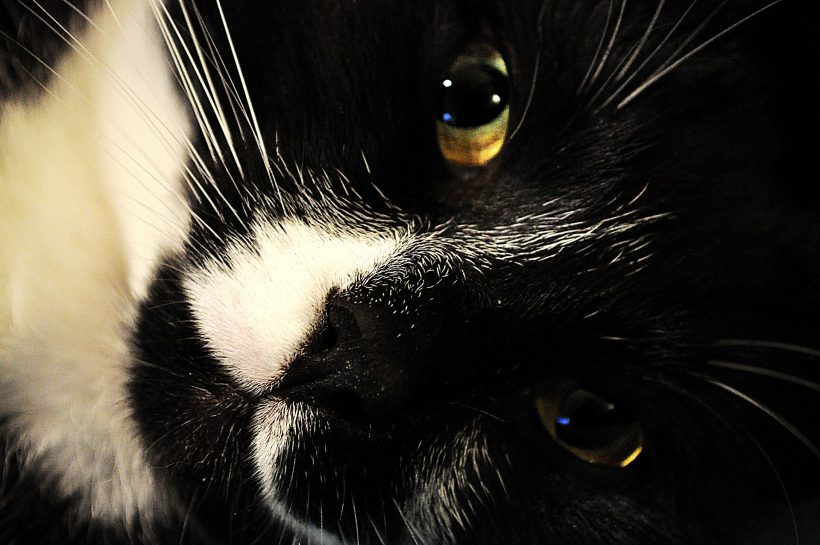 50 Shades of Cuteness - When God Made Cats - Awesome! | Klaudia's Corner